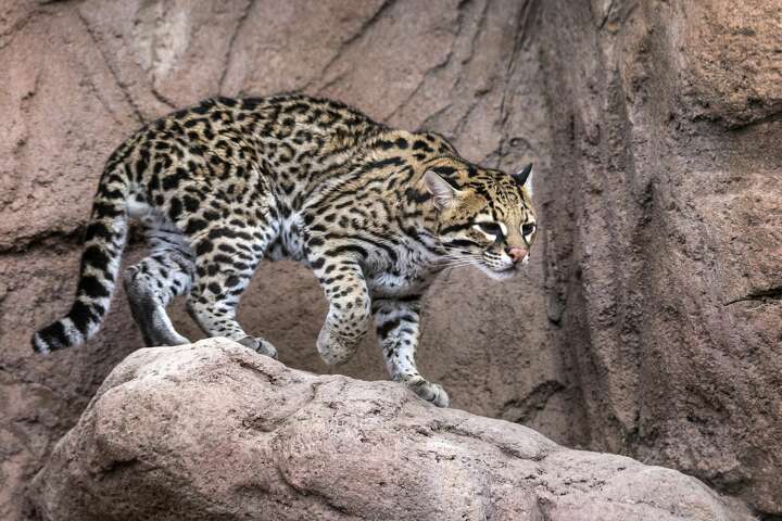 Will endangered ocelots finally make a Texas comeback?