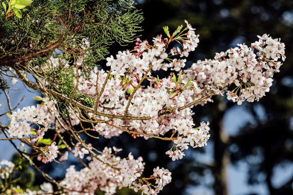 SF cherry blossom map shows where to find trees this spring