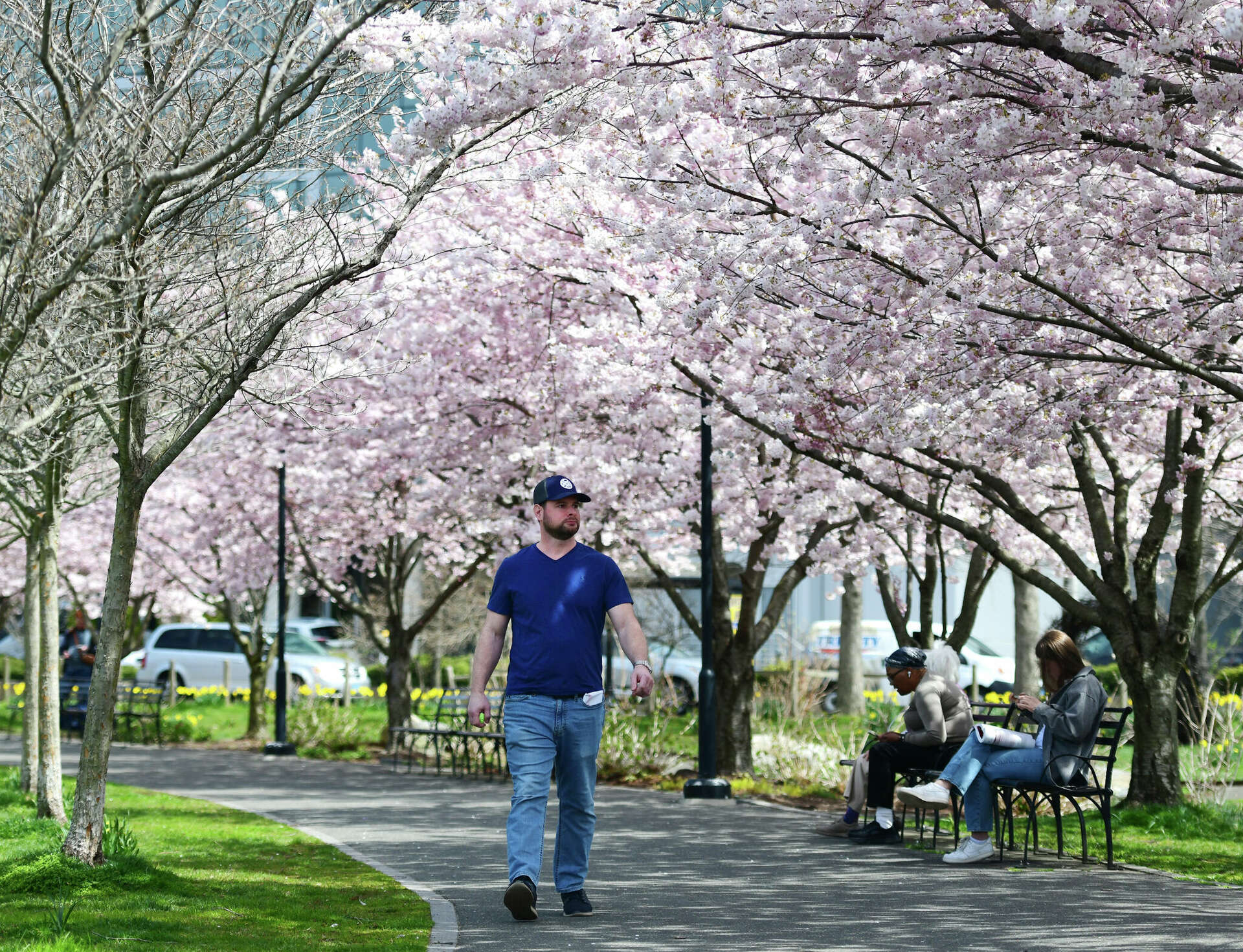 Photos: Stamford's cherry blossoms have bloomed in Mill River Park