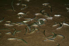 'Amazing' scene along Calif. coastline as rare animal ritual begins