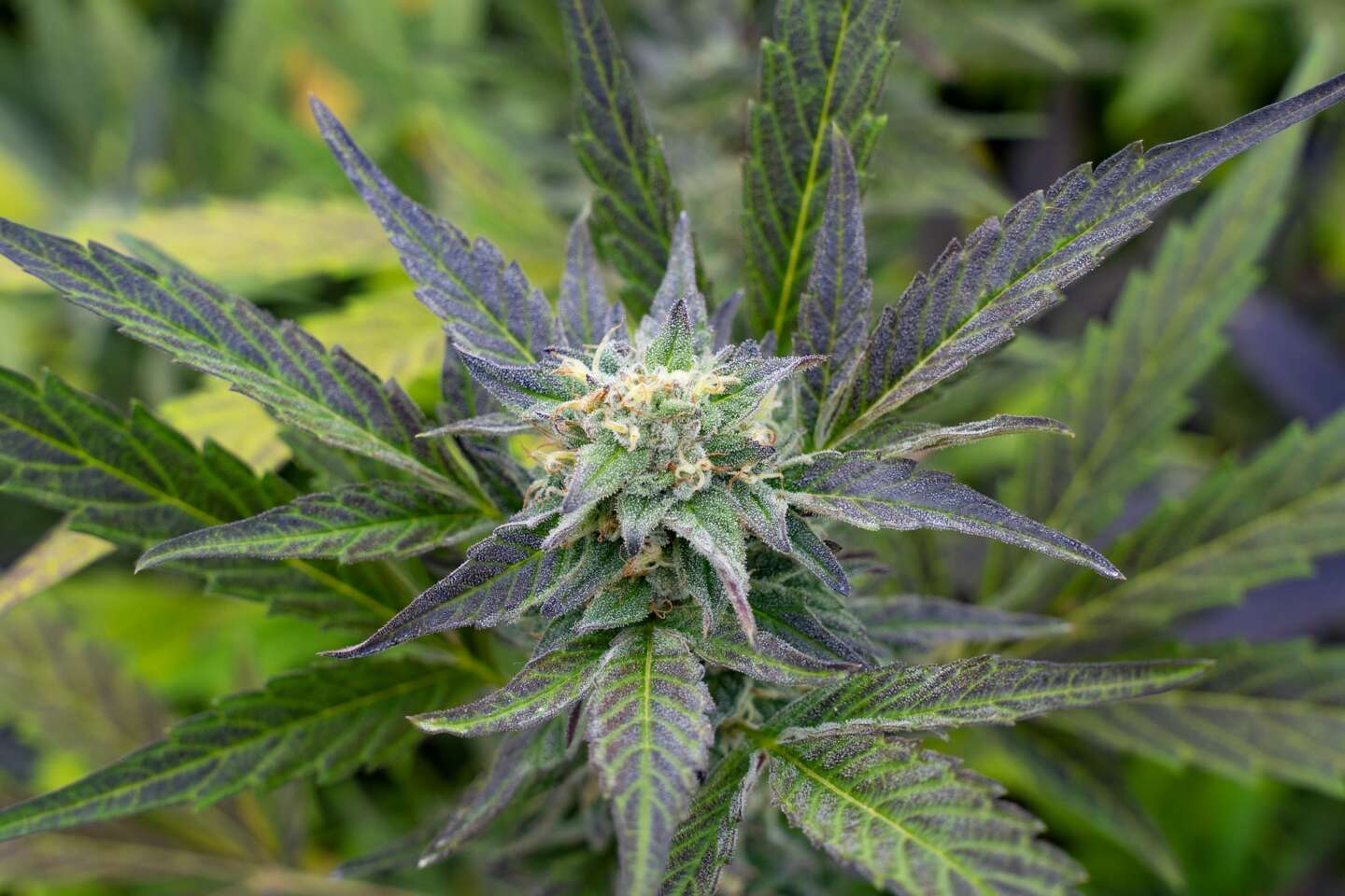 Trump could soon reschedule cannabis, but how would that impact CT?
