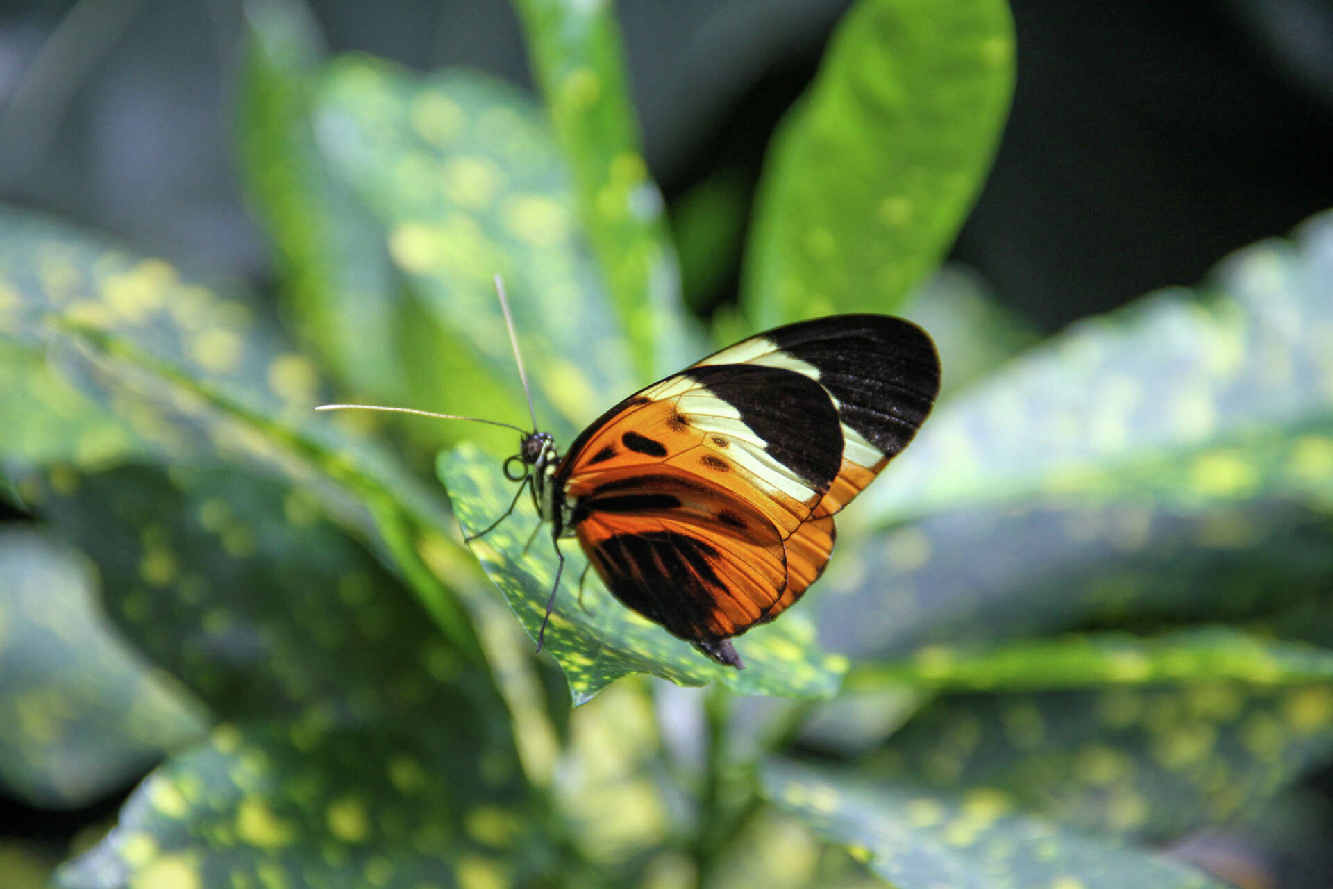 Butterflies in Bloom returns to Dow Gardens March 6