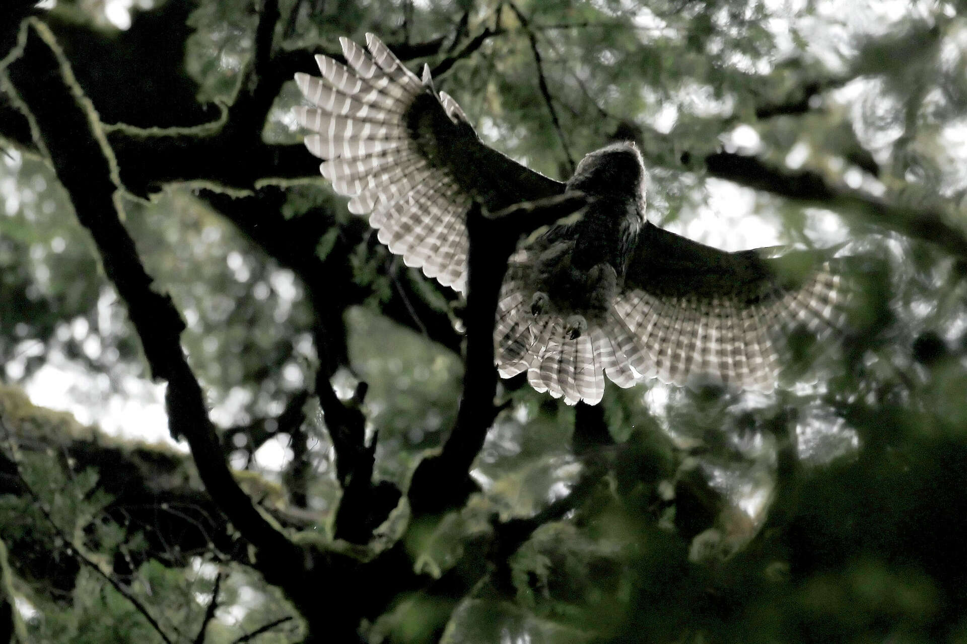 Is it ethical to slaughter 470,000 barred owls on the West Coast?