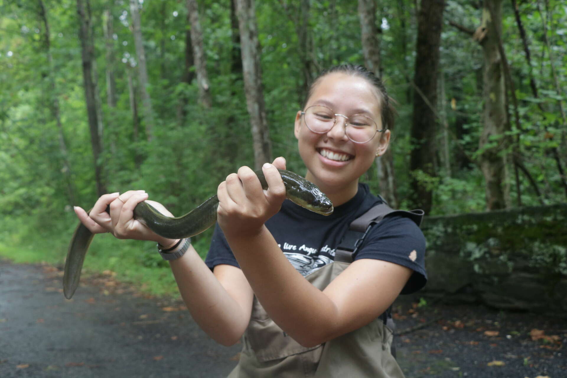 Are eels coming back to the Hudson River?
