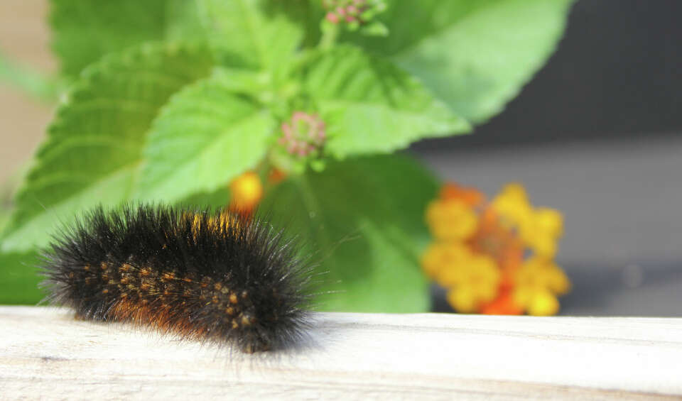 Do woolly bear caterpillars sting? What to know about the fuzzy insect