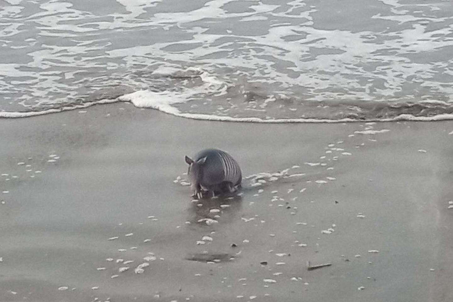 Sopping wet armadillo surprises Texas beachgoers in the surf