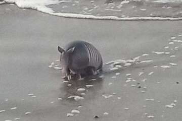 Sopping wet armadillo surprises Texas beachgoers in the surf