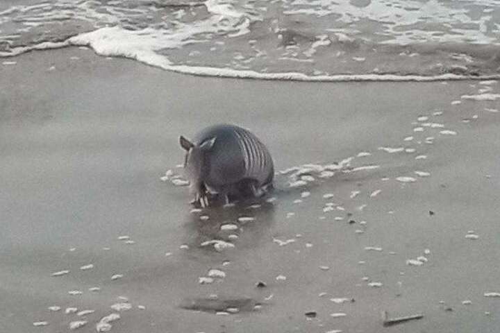 Sopping wet armadillo surprises Texas beachgoers in the surf