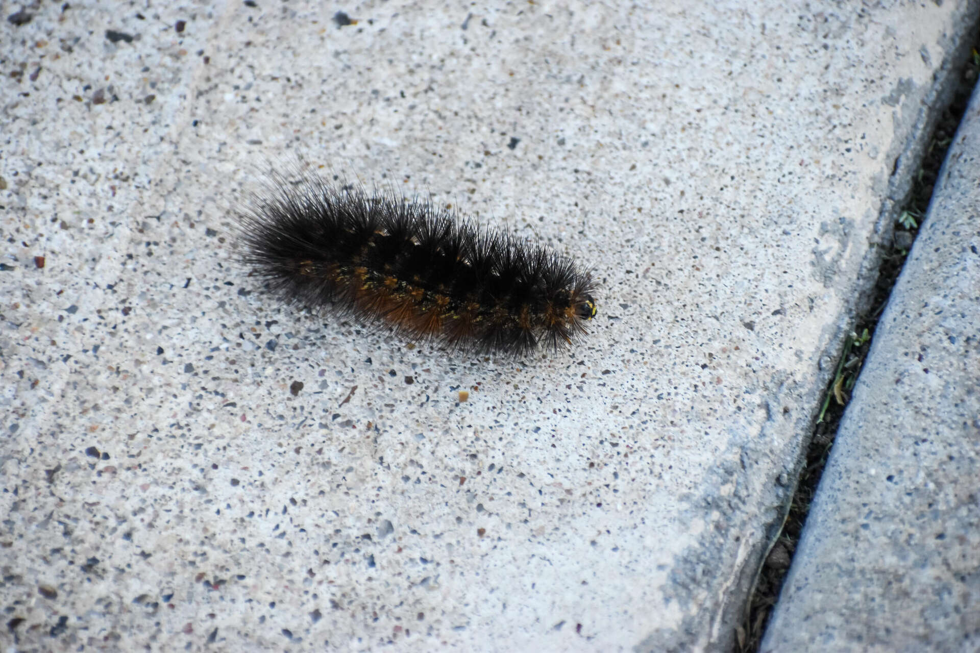 What are these fuzzy bugs emerging in Texas right now?