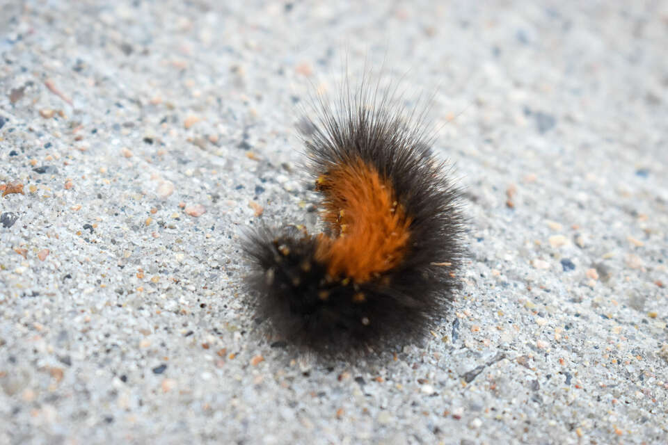 What are these fuzzy bugs emerging in Texas right now?