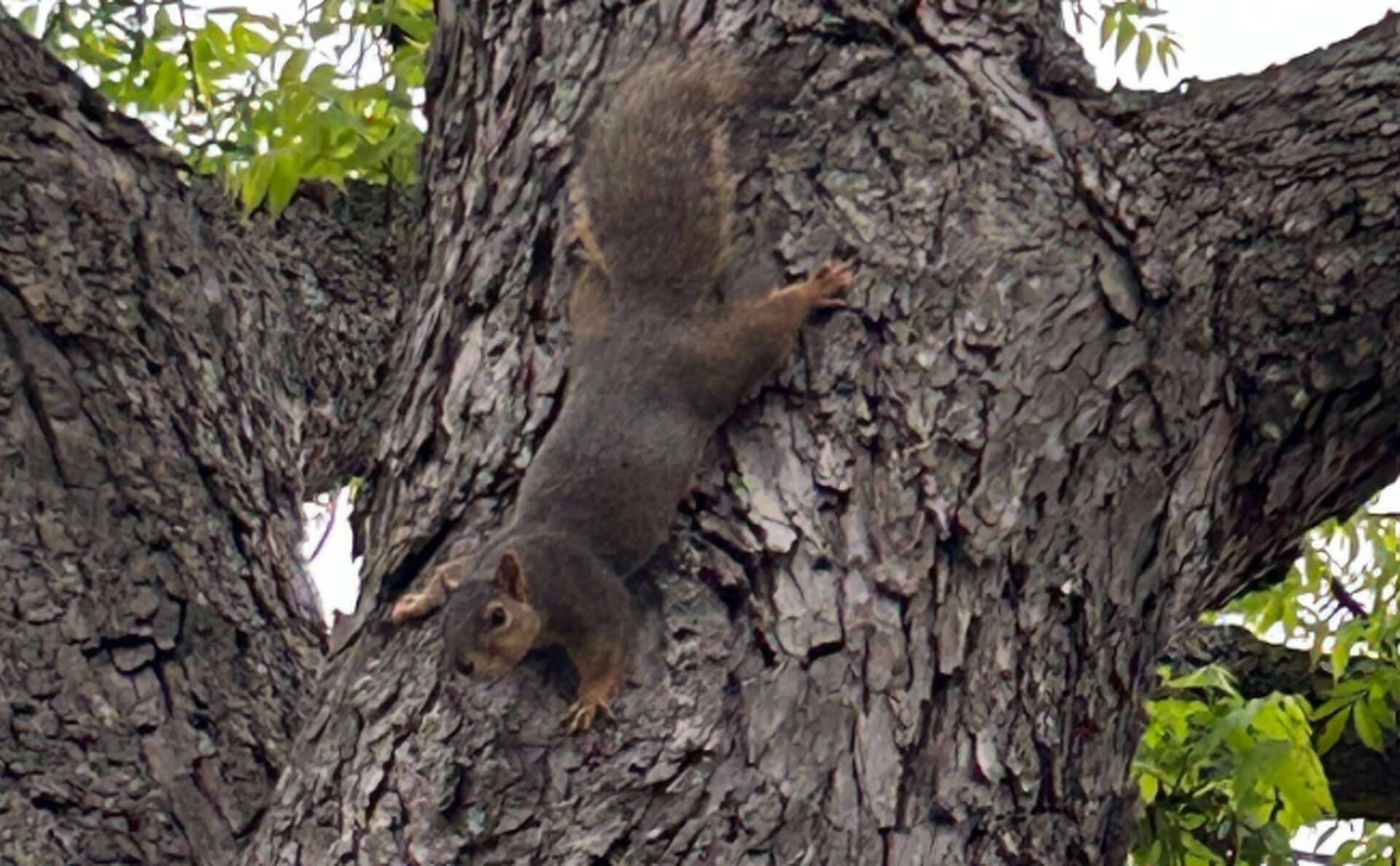 What a freaked-out squirrel taught me during the eclipse