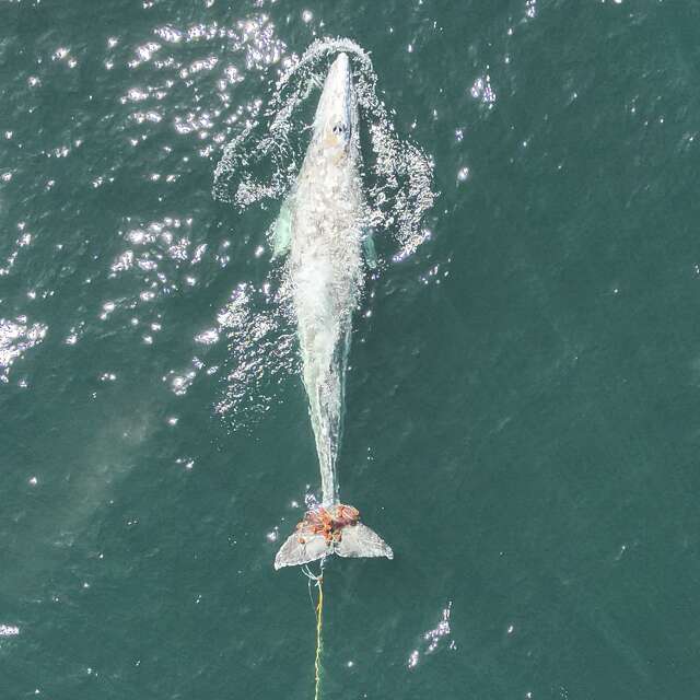 Officials search for whale in peril seen off Bay Area coast
