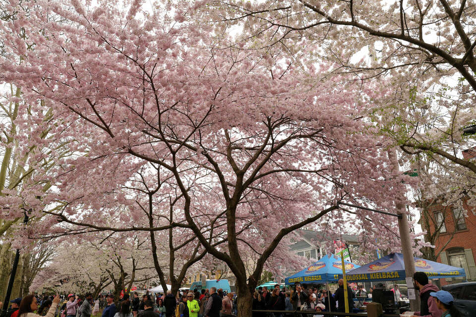Nat Geo names CT city among best spots to see cherry blossoms in U.S.