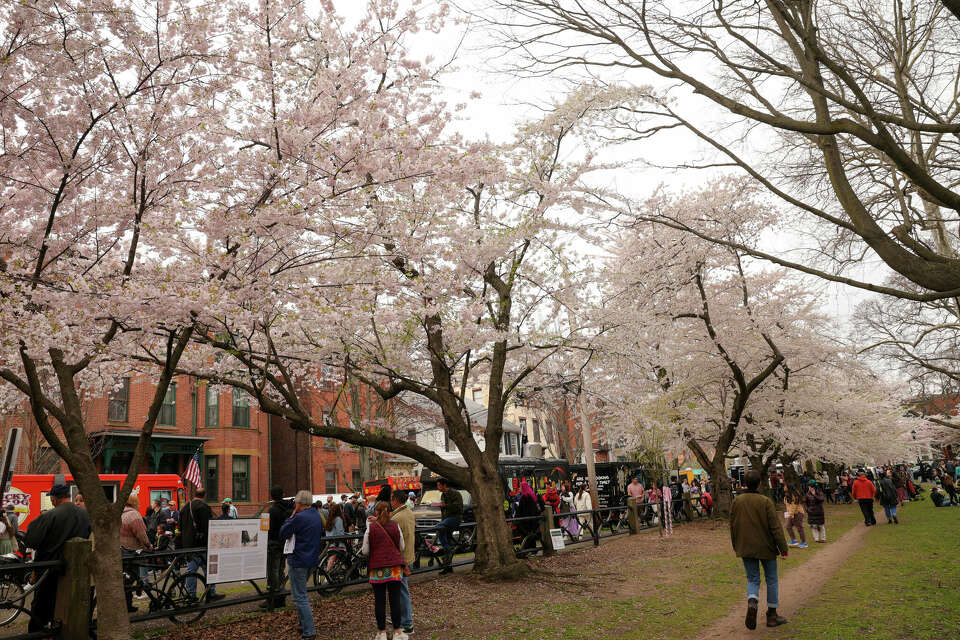 When and where to see cherry blossoms in Connecticut