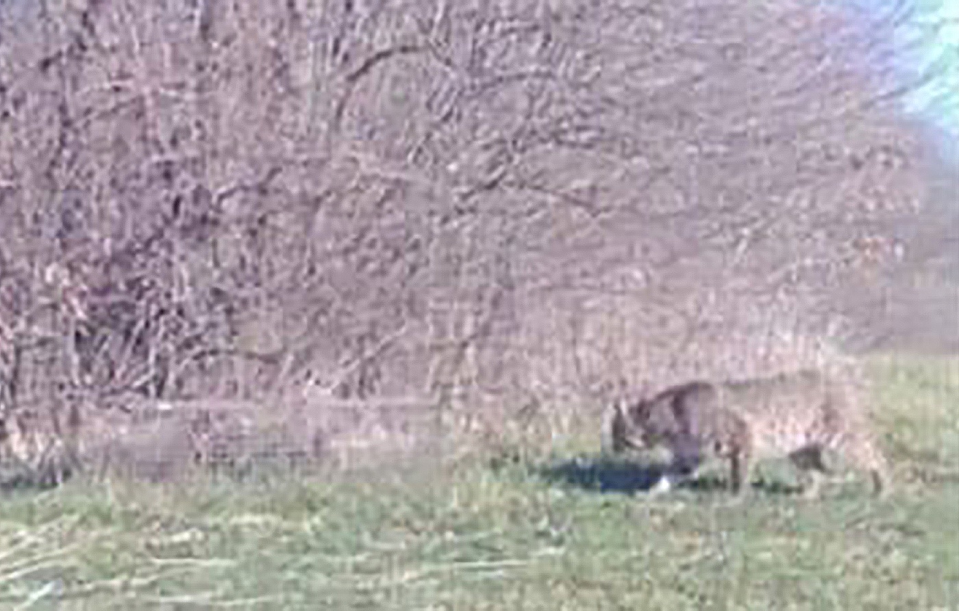 Bobcat possibly linked to Pike County pet deaths