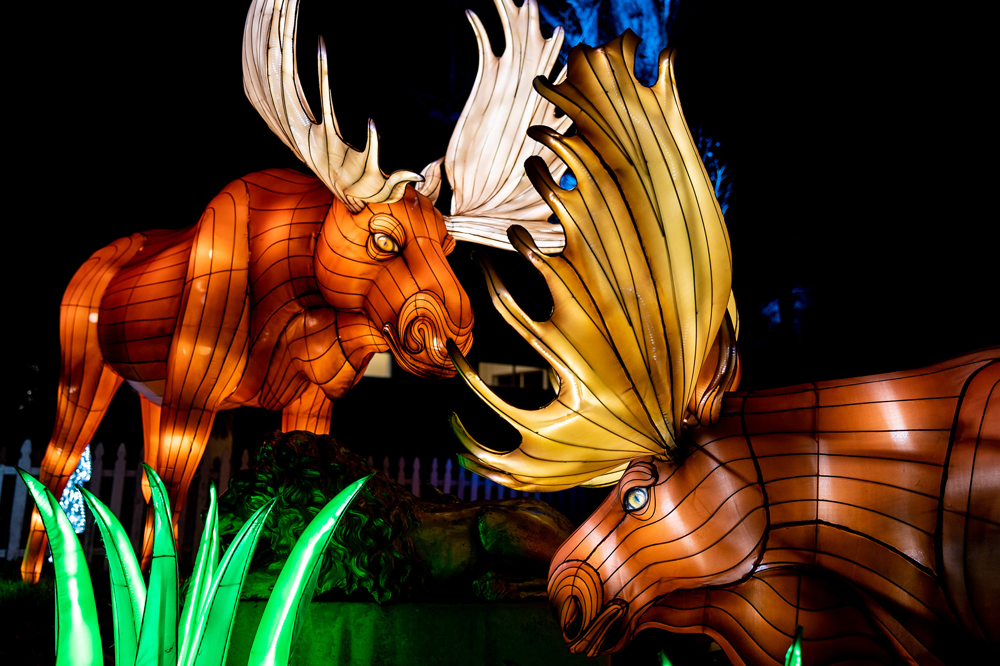 How a zoo ended up in the middle of California's desert