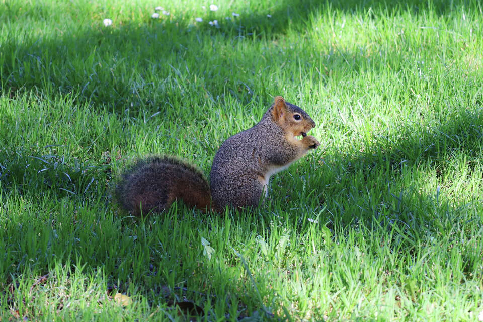 UC Berkeley students vote in a squirrel to senate
