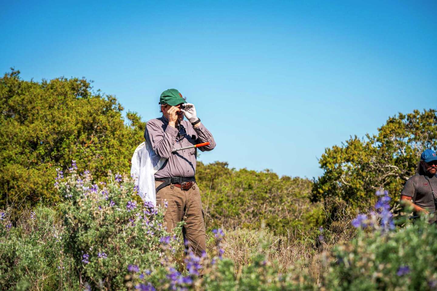 Close relative of extinct S.F. butterfly reintroduced in the Presidio