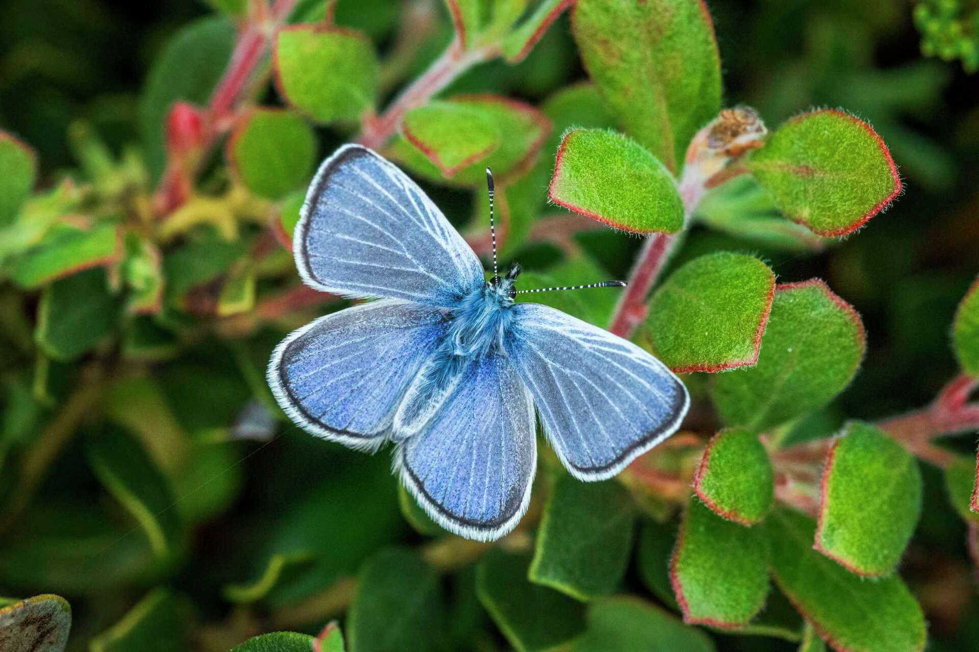 Close relative of extinct S.F. butterfly reintroduced in the Presidio