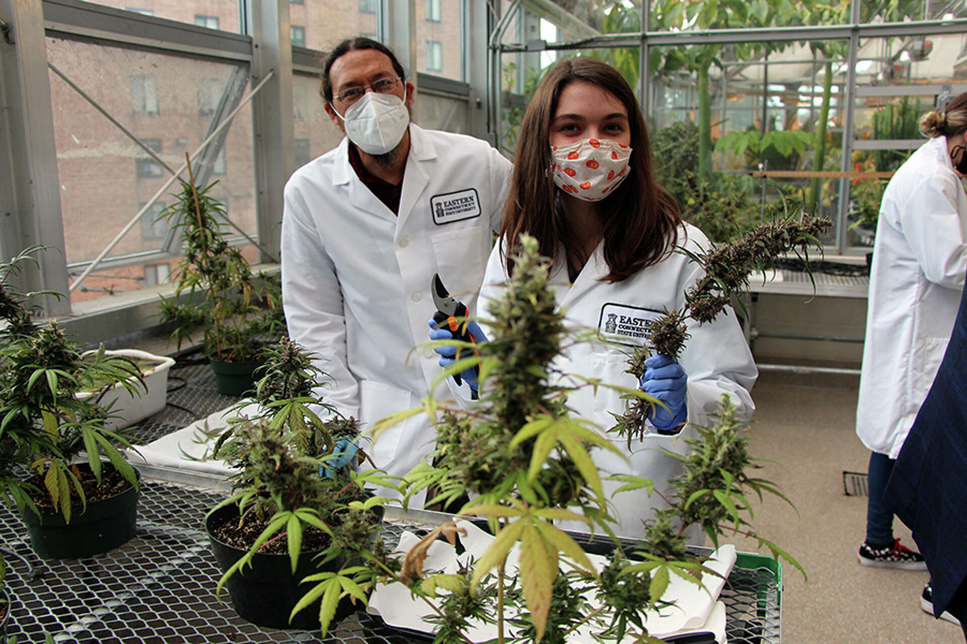 Here's what could change in CT if cannabis is rescheduled