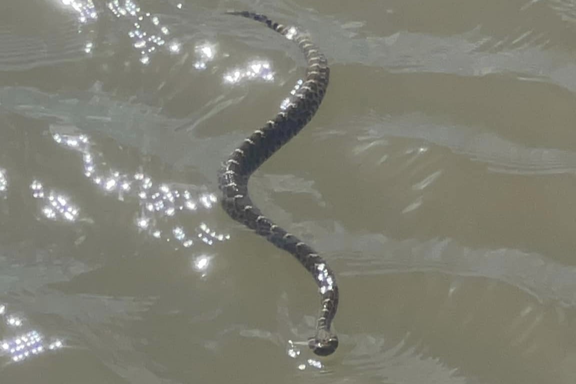 Rattlesnake seen swimming Texas river evokes terror