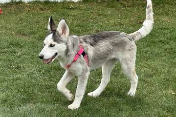 Bilinski's to expand product lines