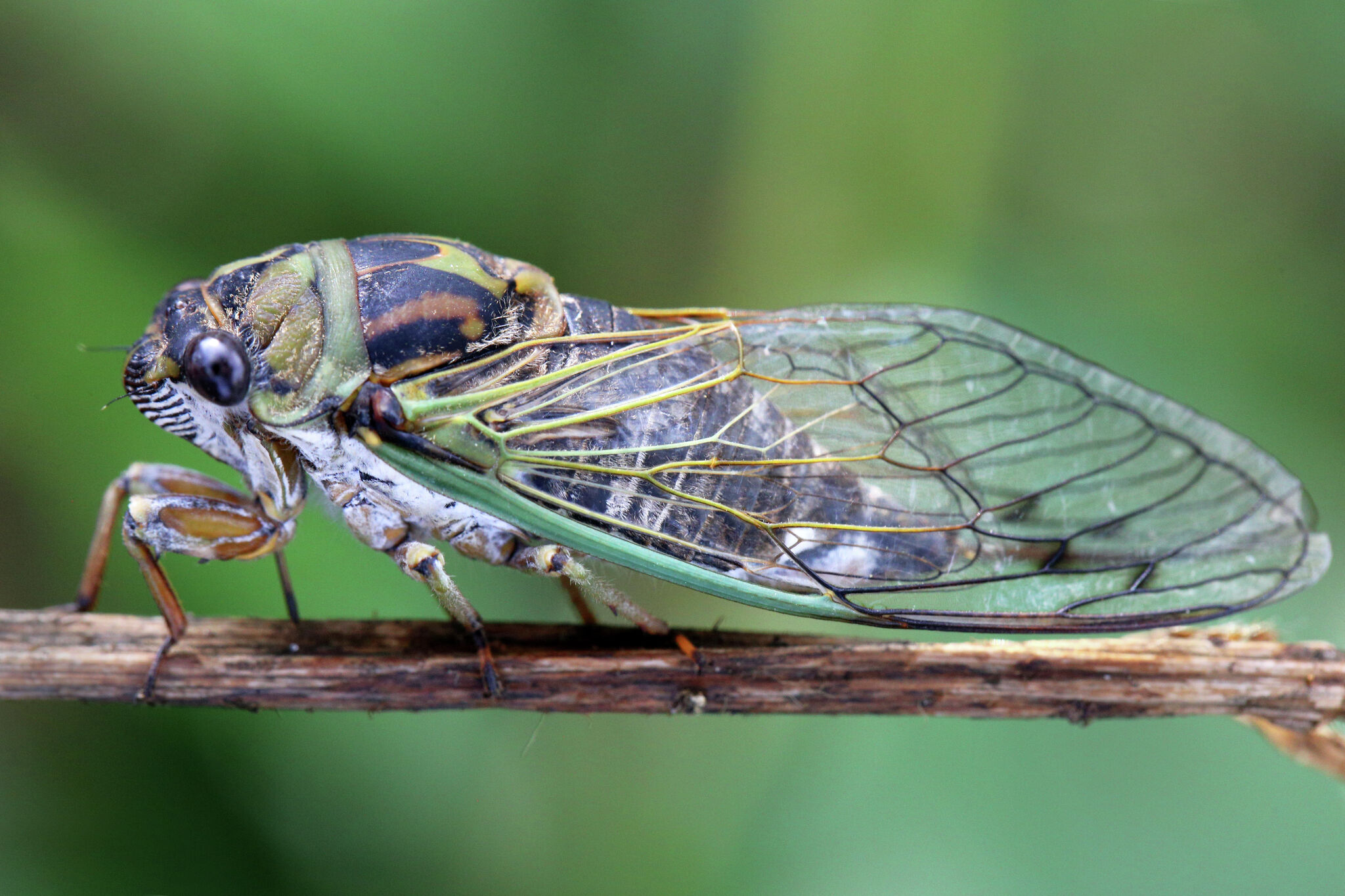 Cicada-mania growing as countdown to emergence is on