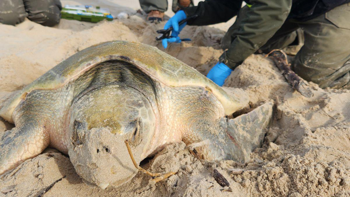 Rare sea turtle lays first nest of season at Texas' Padre Island