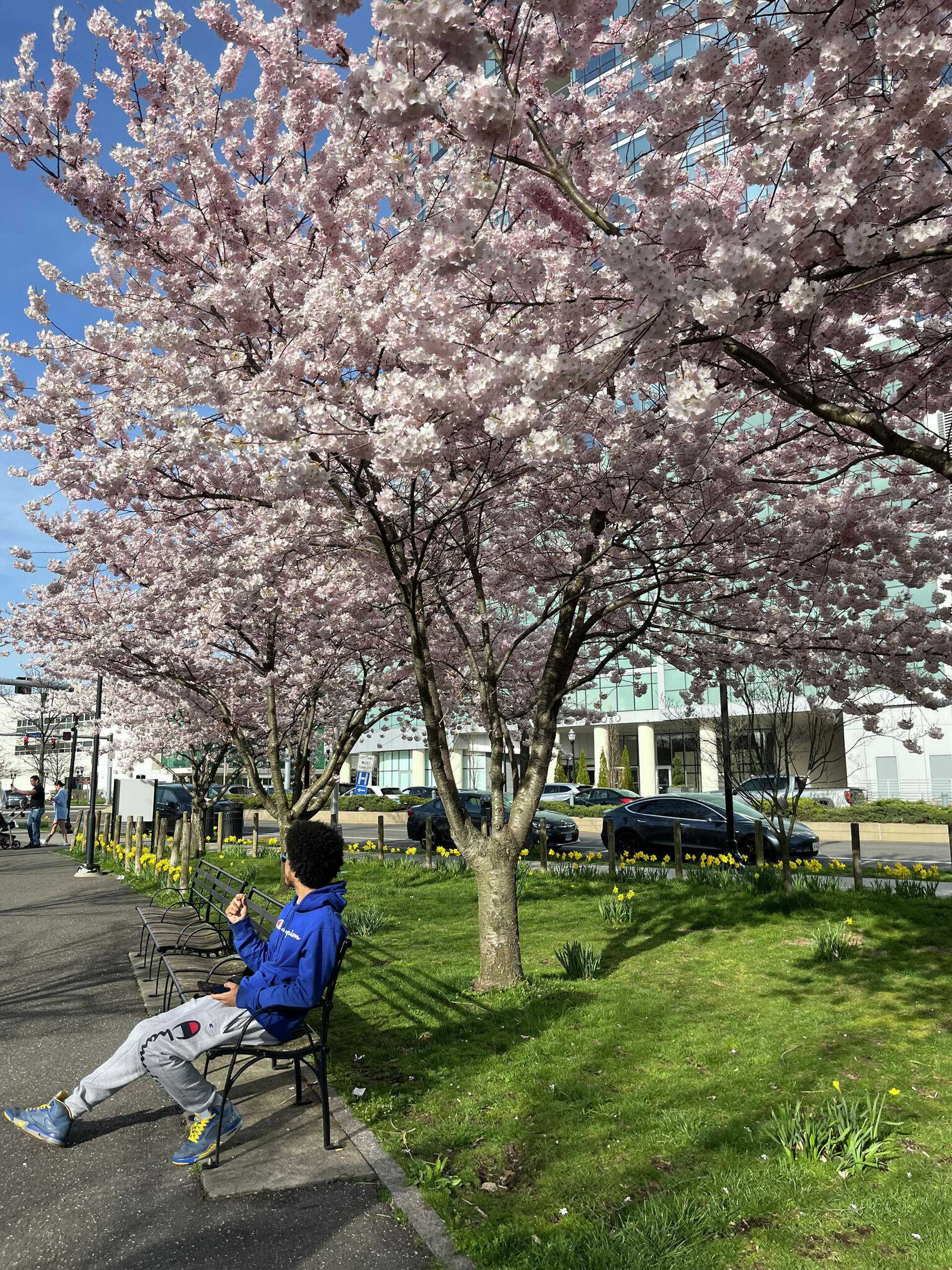 Photos: Stamford's cherry blossoms have bloomed in Mill River Park