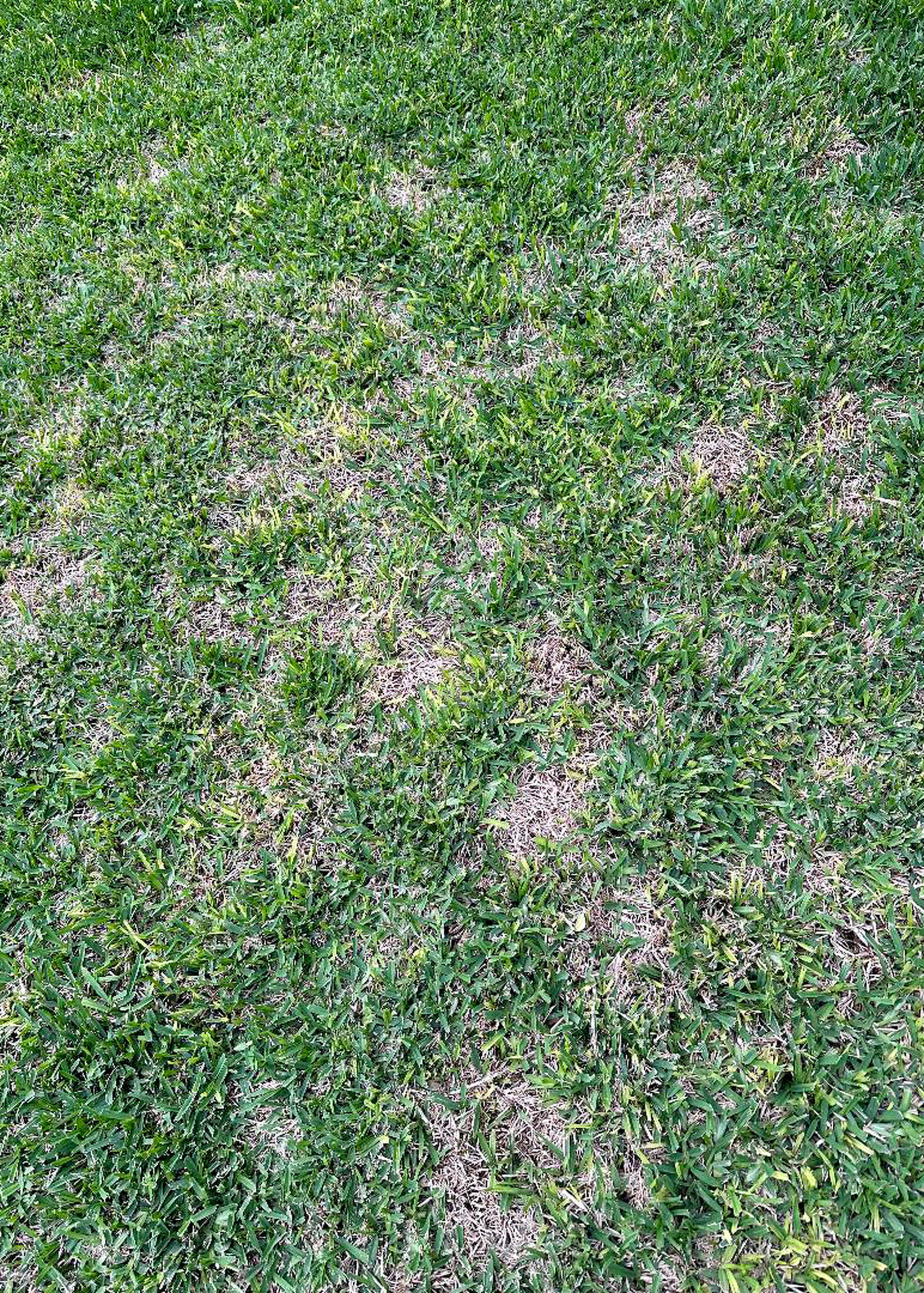 Texans fight take-all root rot in St. Augustine grass