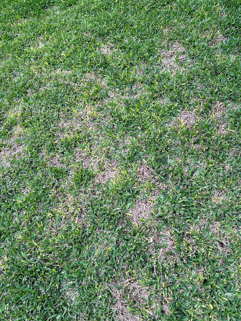 Texans fight take-all root rot in St. Augustine grass