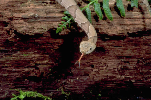 Identifying venomous snakes in Texas: A safety guide