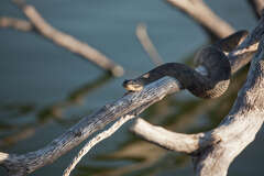 Identifying venomous snakes in Texas: A safety guide