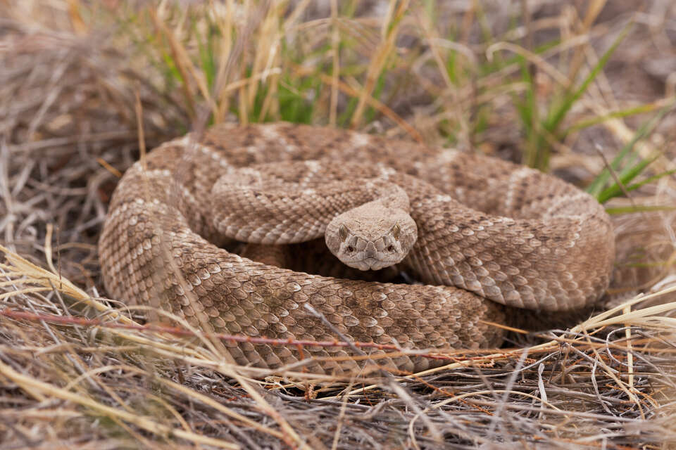 Identifying venomous snakes in Texas: A safety guide