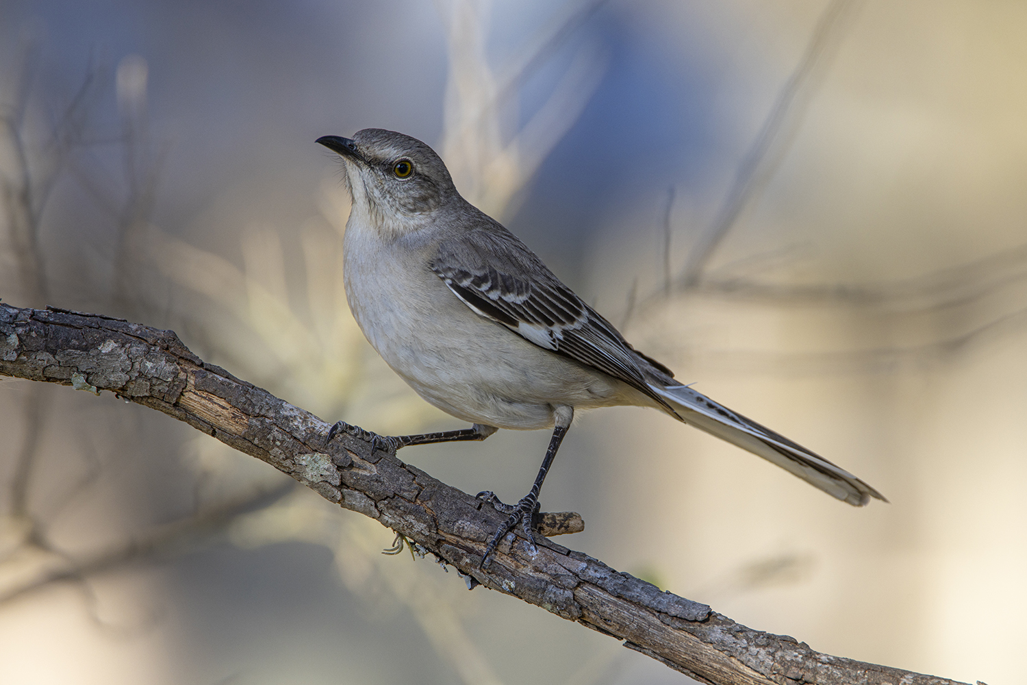How the solar eclipse changed bird behavior in Texas Hill Country
