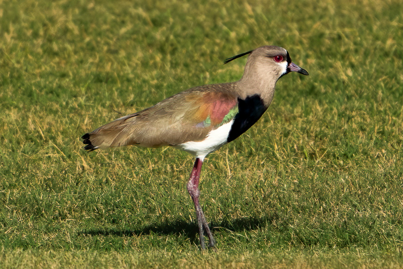South American bird seen in Texas for the first time