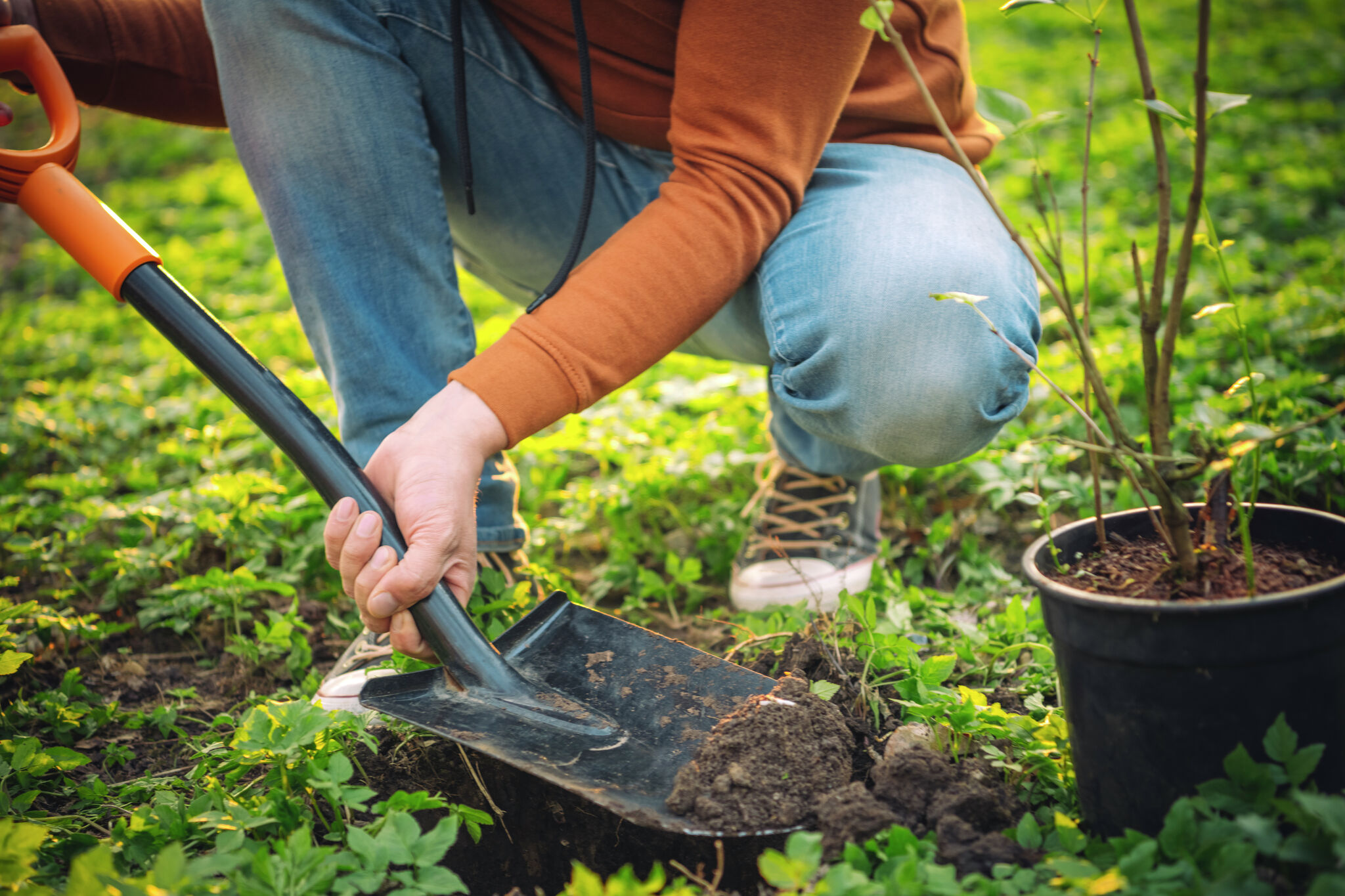 How to get a free tree in CT this Earth Month and beyond