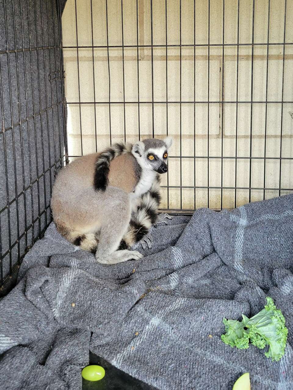 Escaped lemur captured in Texas Gulf Coast town