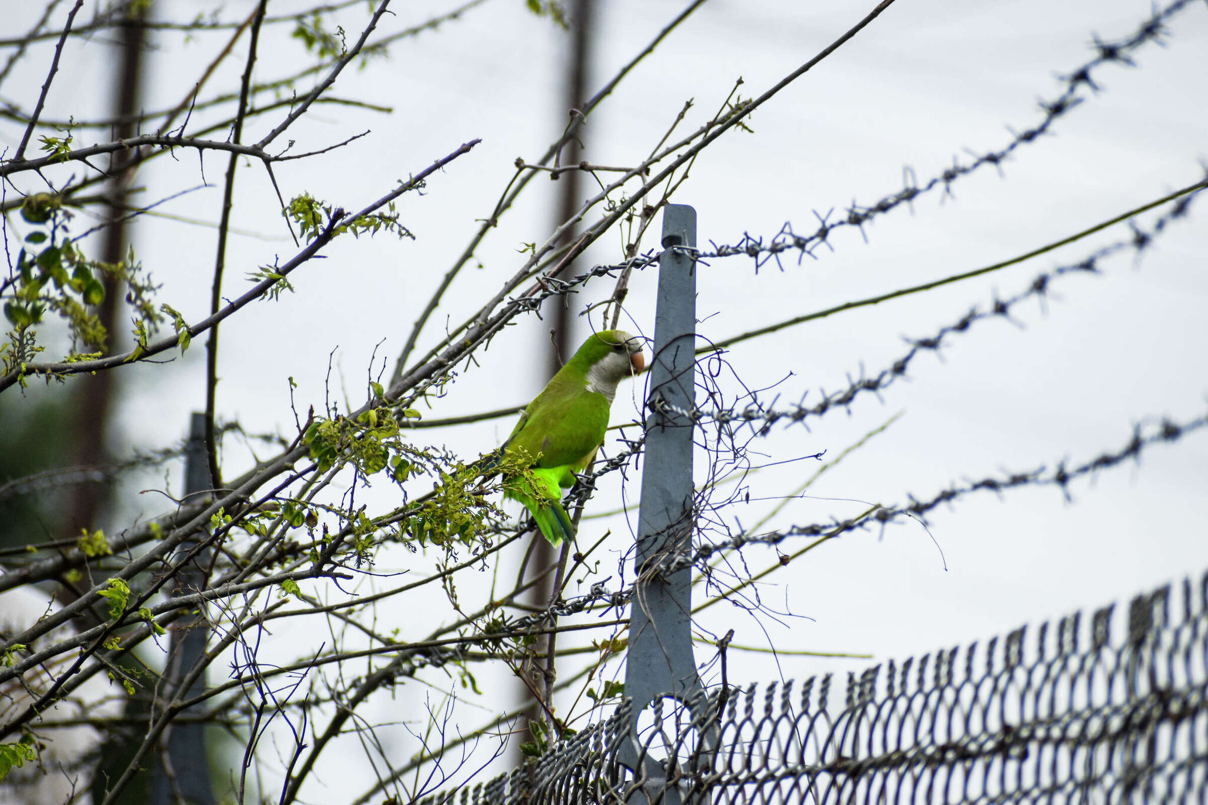 How wild parrots made Houston their Texas home