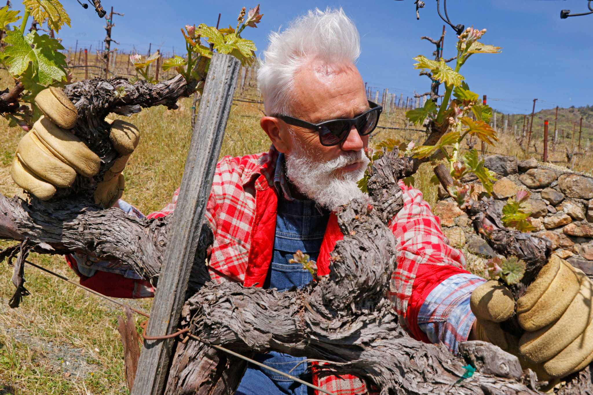 California wineries are obsessed with Marco Simonit