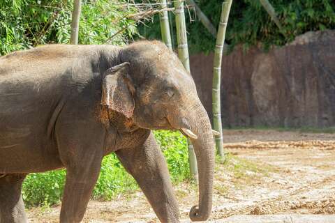 Houston Zoo says bye to elephant, gets a new one