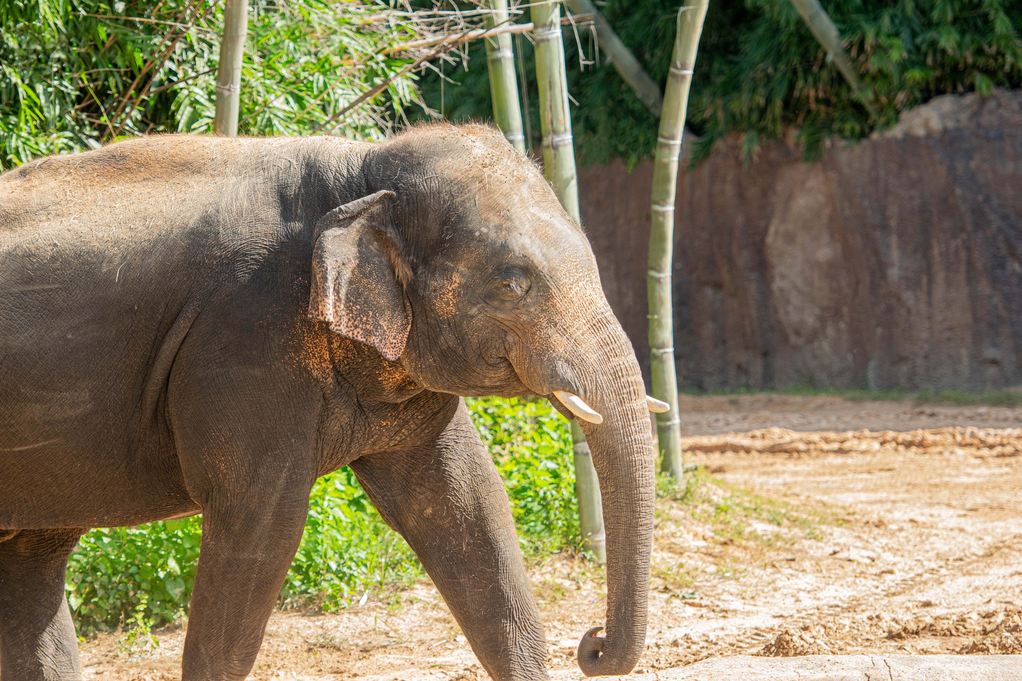 Houston Zoo says bye to elephant, gets a new one