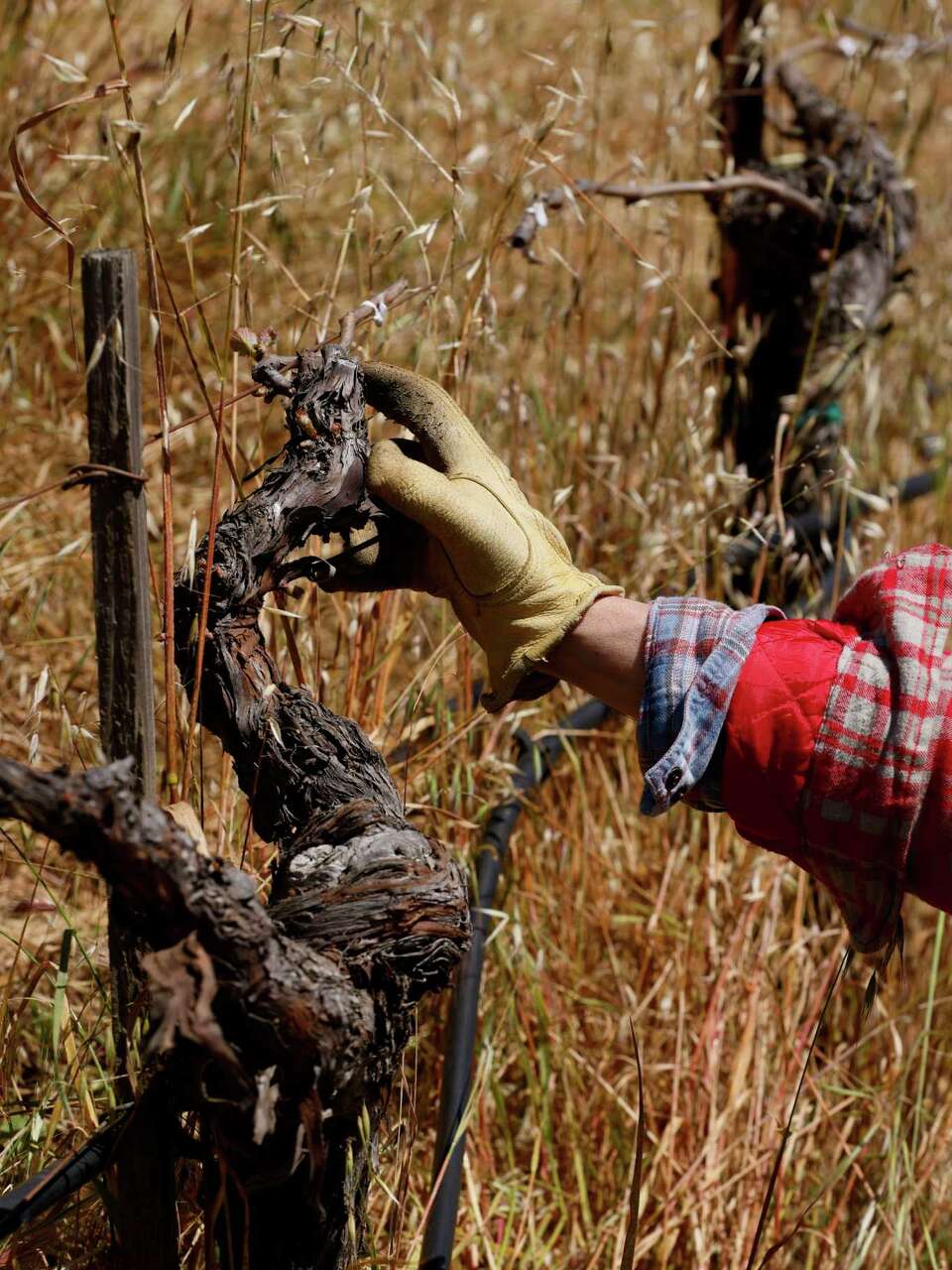 California wineries are obsessed with Marco Simonit