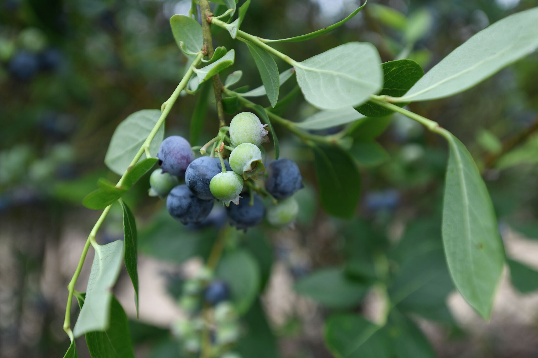 How to plant and grow blueberries at home