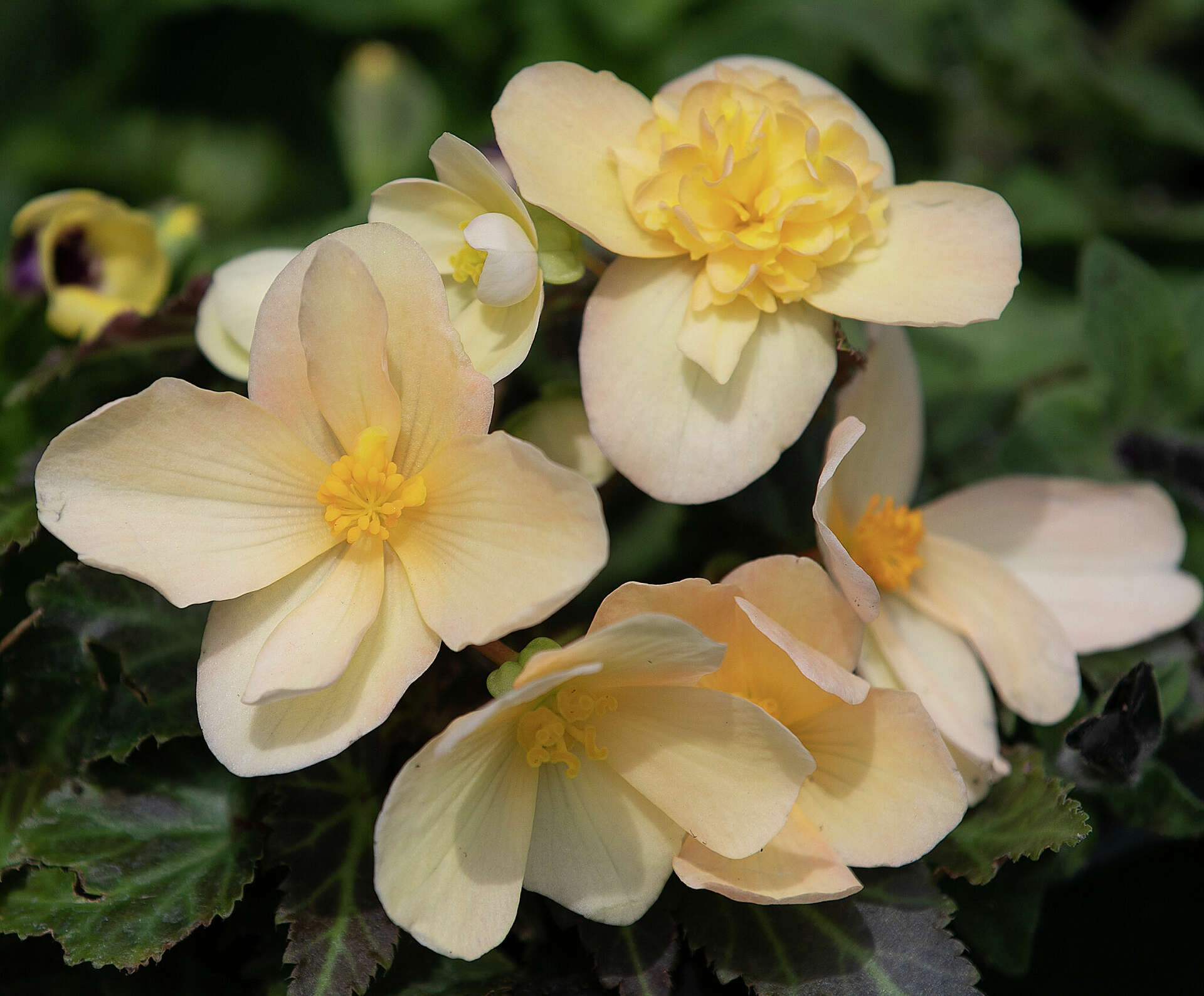 How plant-keeping helped a Meriden man with his mental health