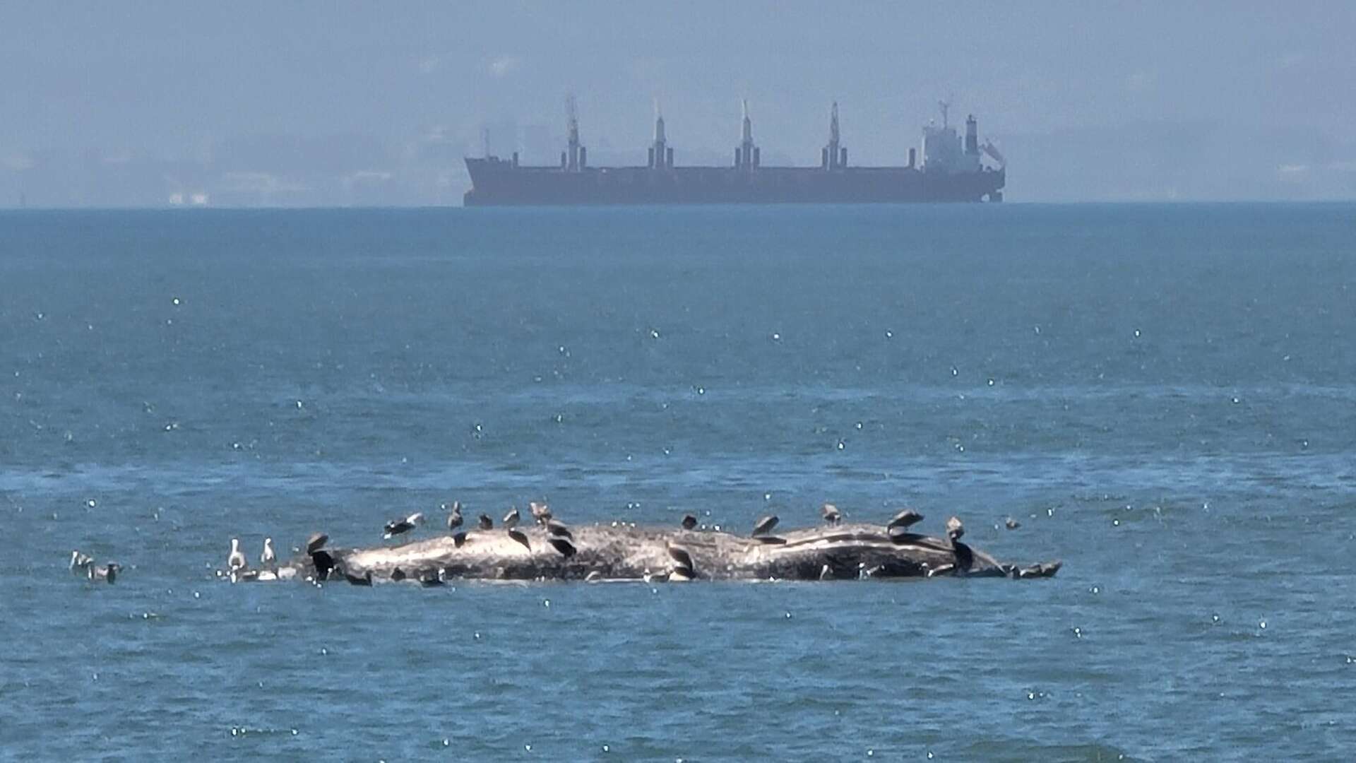 40-foot-long gray whale washes up dead on Bay Area beach