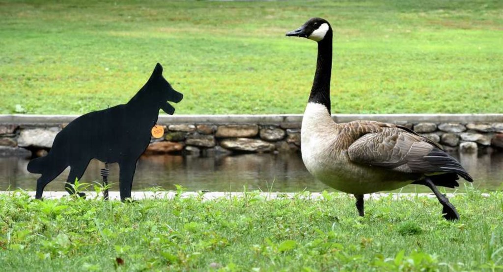 Bristol's problem with Canada geese population is not unique in CT
