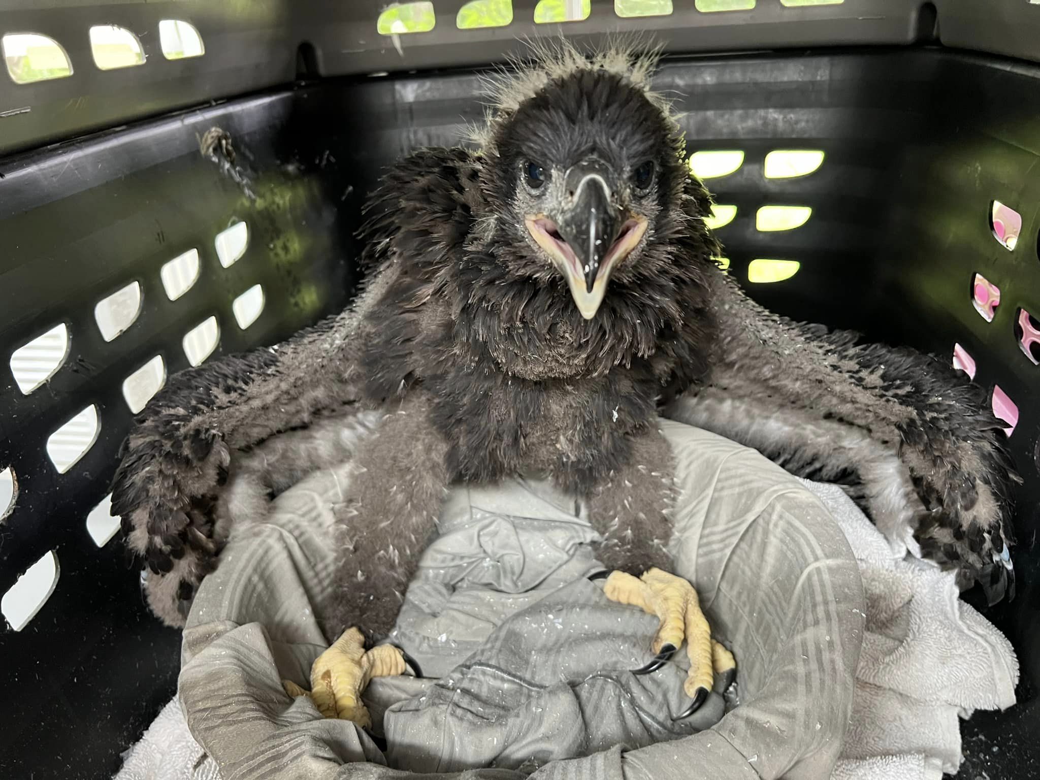 Baby eagle lands new digs thanks to Austin Wildlife Rescue