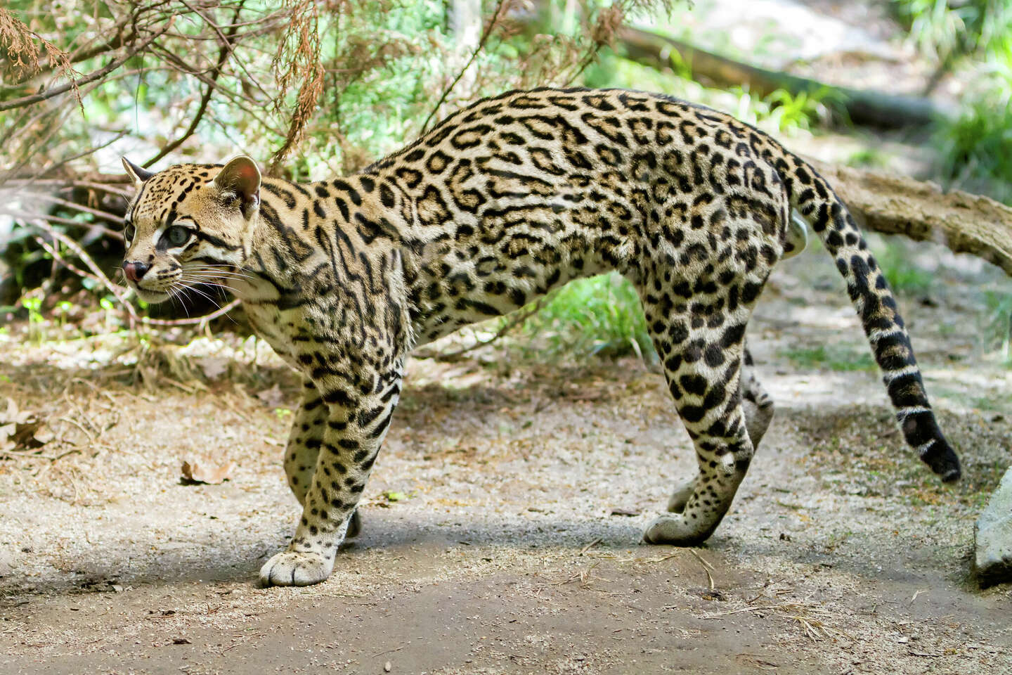 New findings expand known ocelot range in Texas