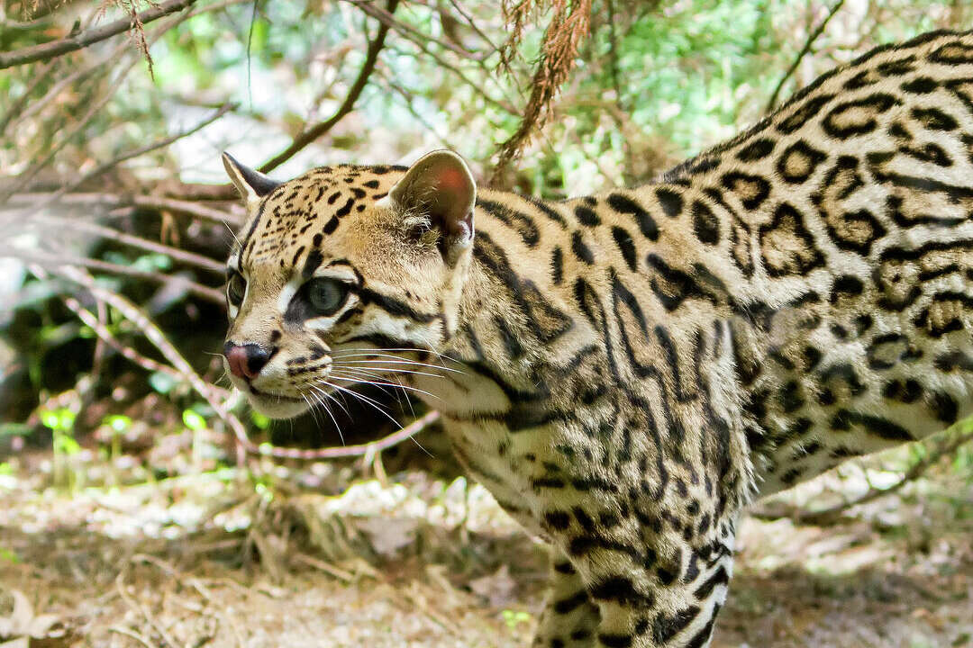 New findings expand known ocelot range in Texas